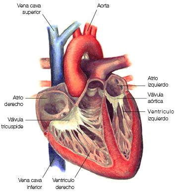 El corazón - Axon Comunicacion. Expertos en soluciones integrales y ...