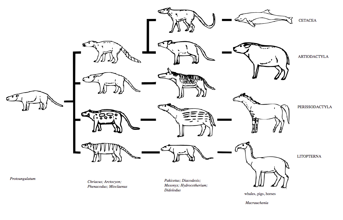 Tasas Similares De Evolución Morfológica En Cerdos Y Perros