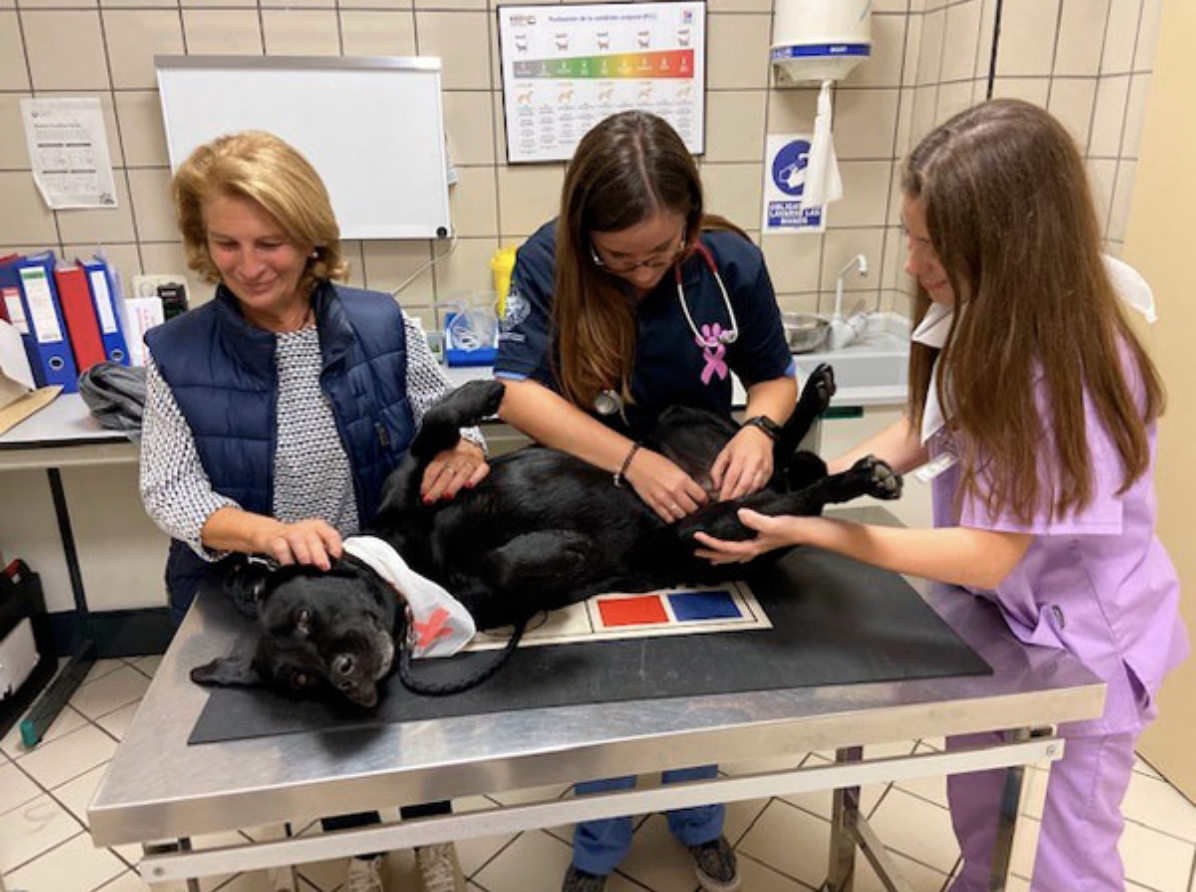 Concienciación y detección precoz del cáncer de mama en perras y gatas ...