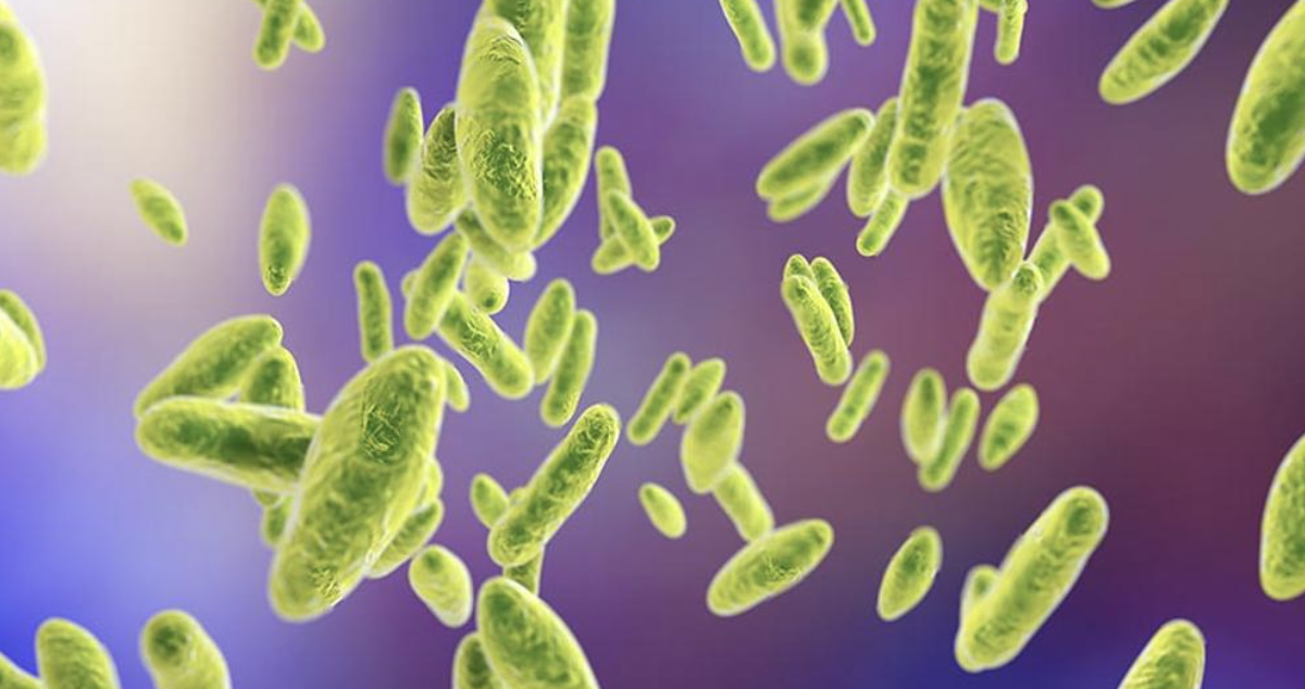 Brucelosis ovina y caprina - Axon Comunicacion. Expertos en soluciones ...