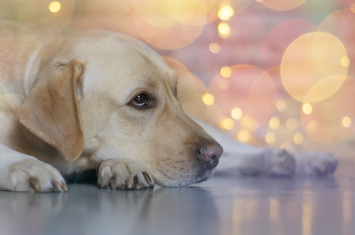 Factores desencadenantes de convulsiones en perros epilépticos - Axon ...