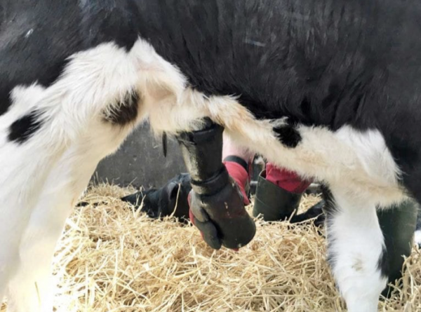 Cuidar al ternero recién nacido - Axon Comunicacion. Expertos en ...