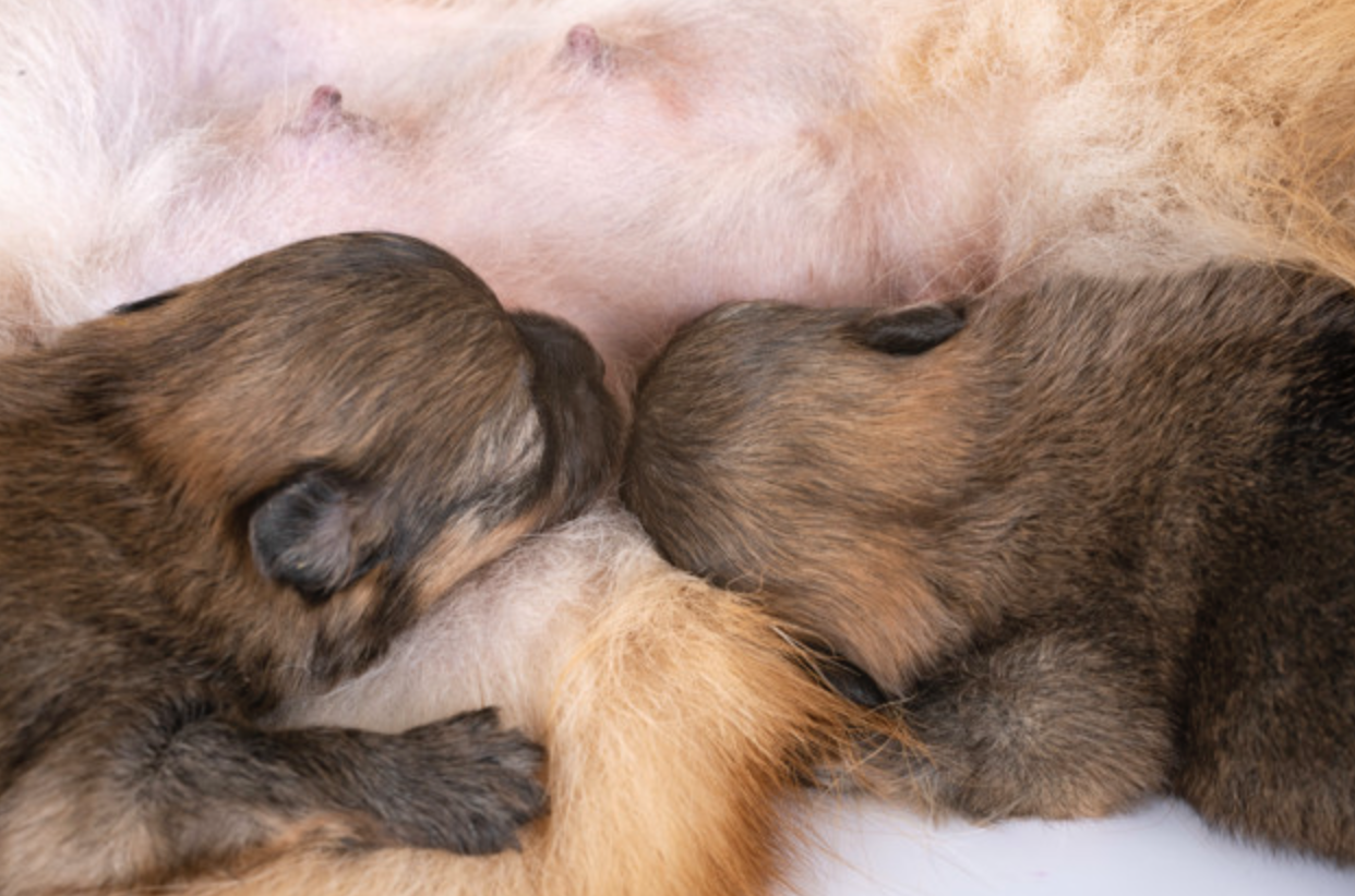 La importancia del calostro en perros y gatos - Axon Comunicacion ...