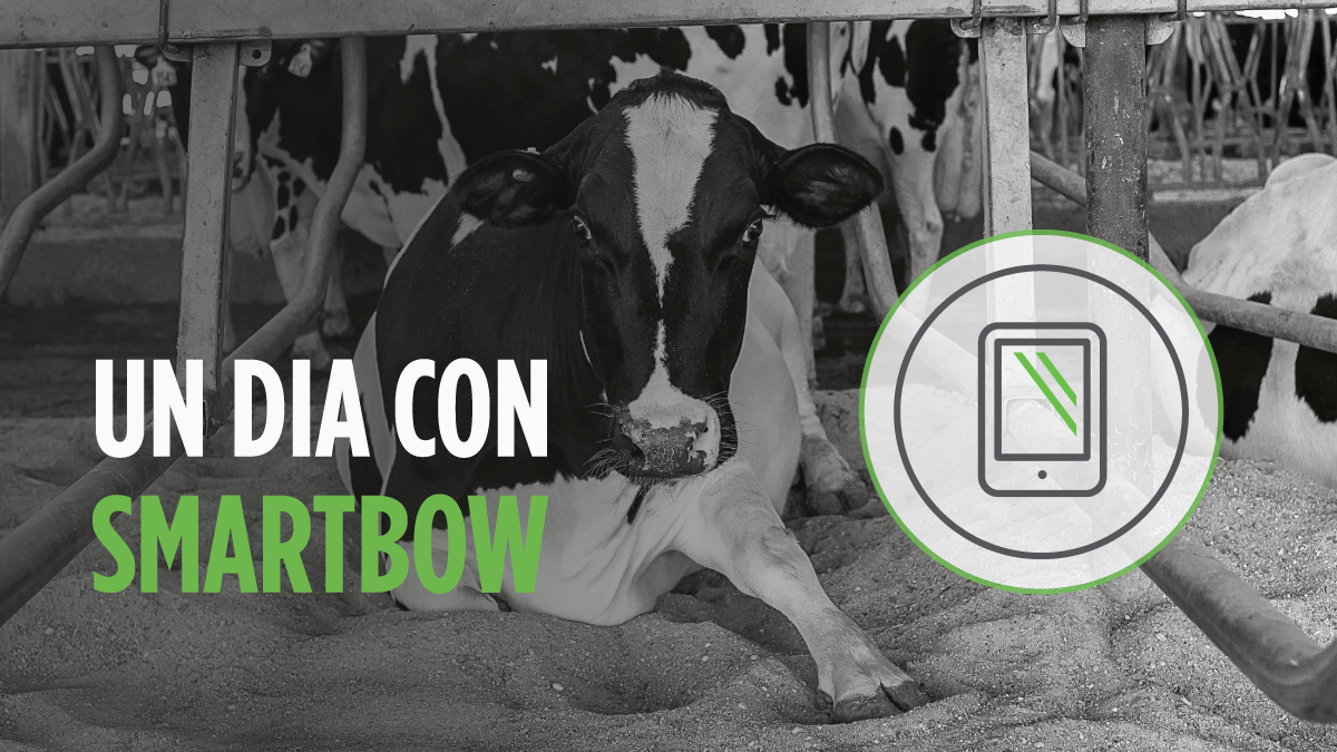 Smartbow®, el sistema de monitorización en vacuno lechero que facilita ...