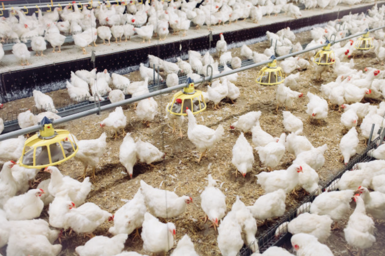 Perfil bioquímico en sangre de pollos machos Ross-308 a 21 y 35 días de ...