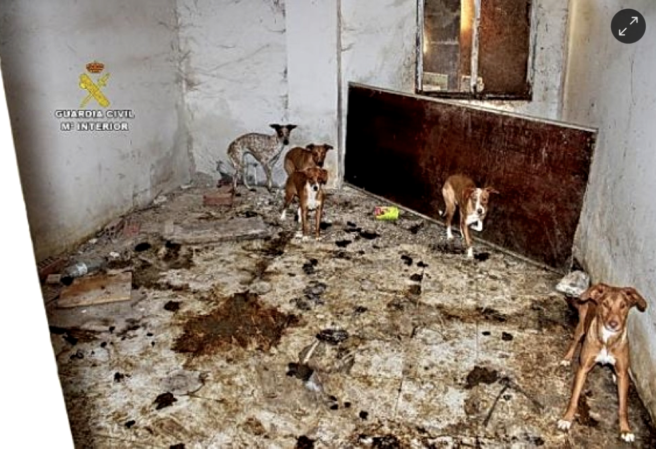 La Guardia Civil investiga a dos personas tras hallar siete perros muertos y otros 22 en pésimas ...