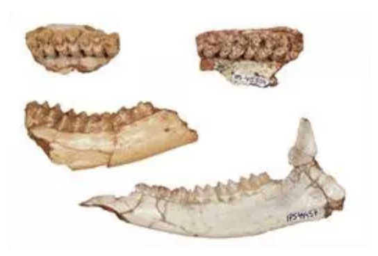 Fósiles de ciervo demuestran que dos tipos de primates extintos no ...