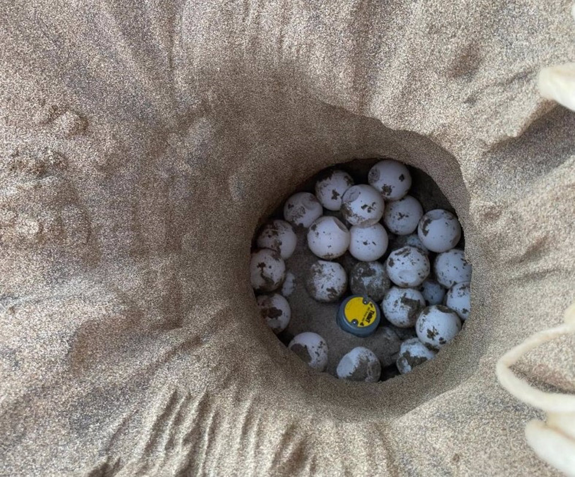 Récord de nidificación de tortuga boba en el Mediterráneo Occidental