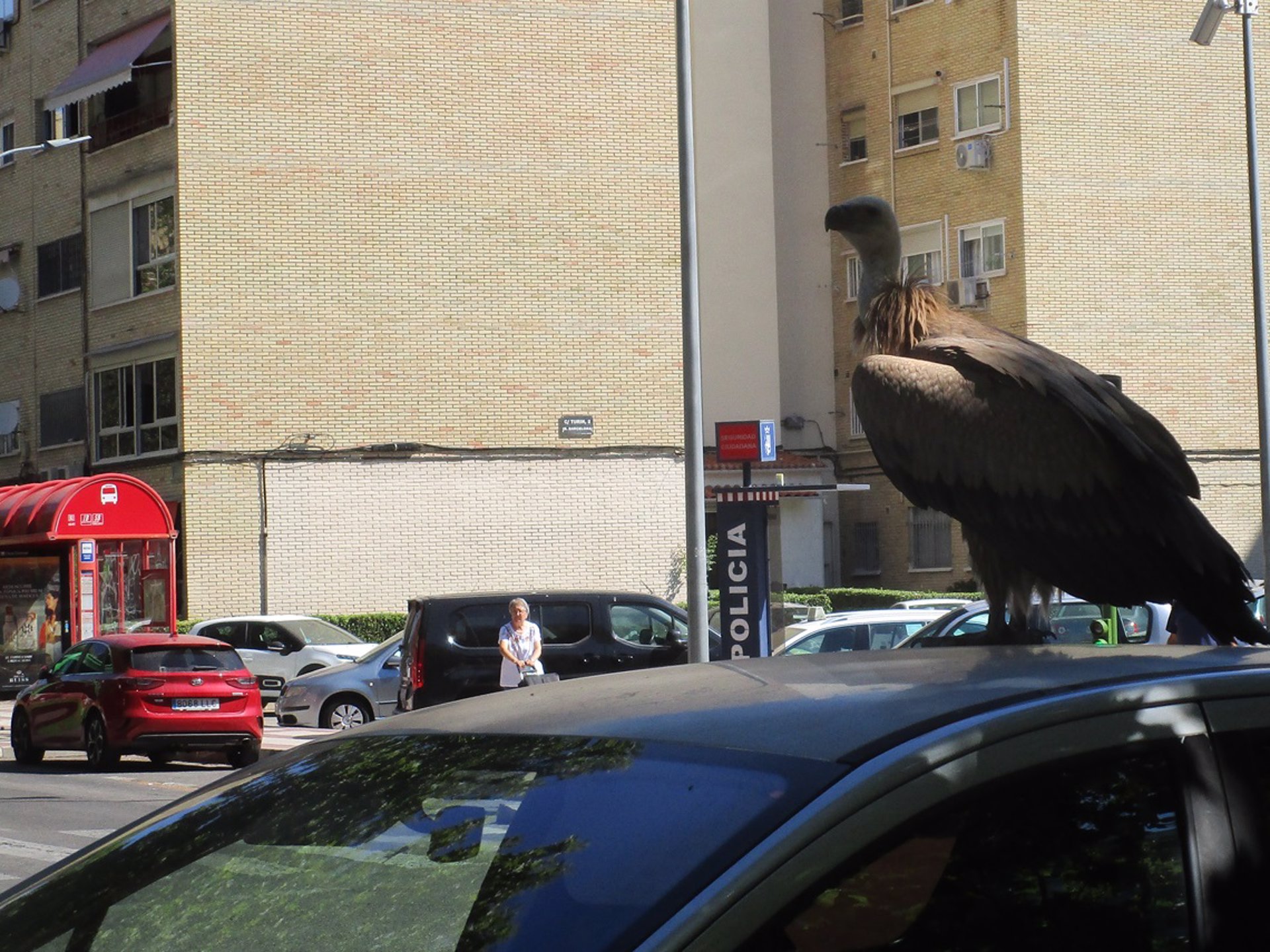 Recogen un buitre que paseaba desorientado por las calles de la ciudad