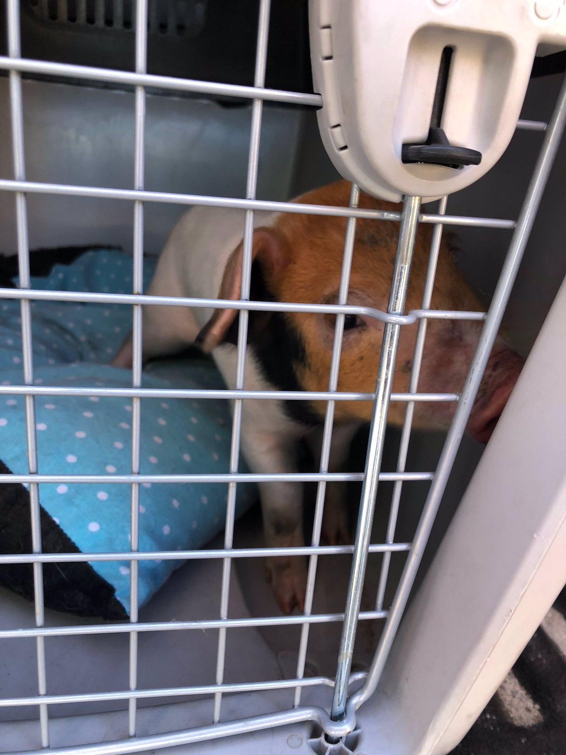 Rescatan a un cerdito que iba caminando por el Paseo del Cauce de ...